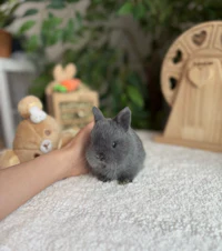 Fluffy Bunny Orlando