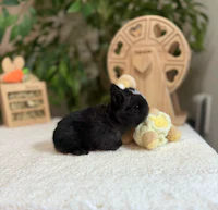 Fluffy Bunny Orlando