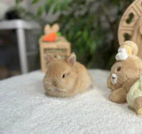 Fluffy Bunny Orlando
