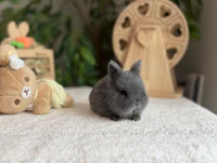 Fluffy Bunny Orlando
